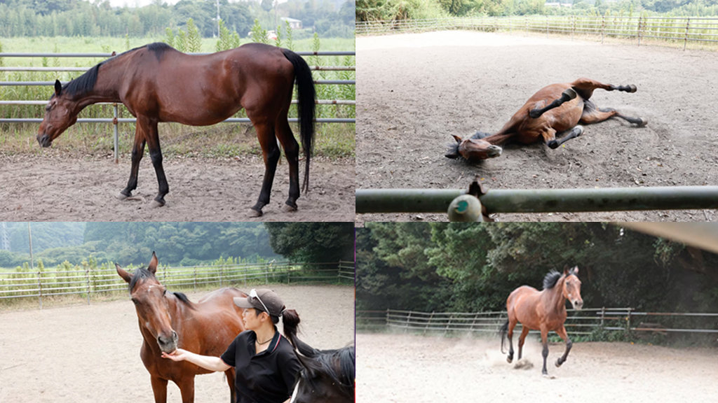 Haru Urara, Japan’s Beloved Racehorse that Inspire a Character in "Uma ...